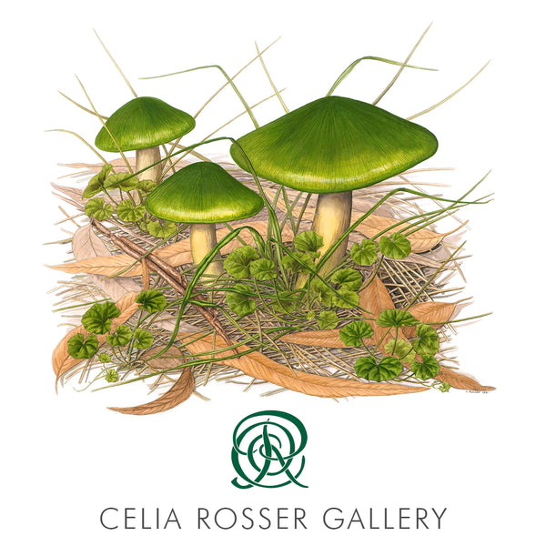 Mushrooms - Celia Rosser Gallery