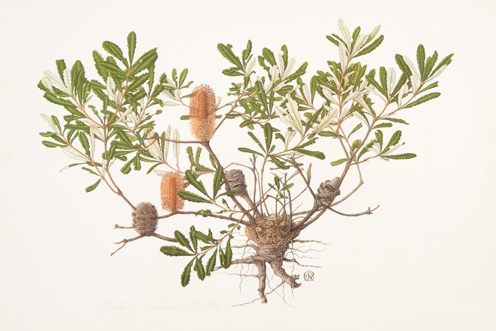 Lithograph Prints - Celia Rosser Gallery